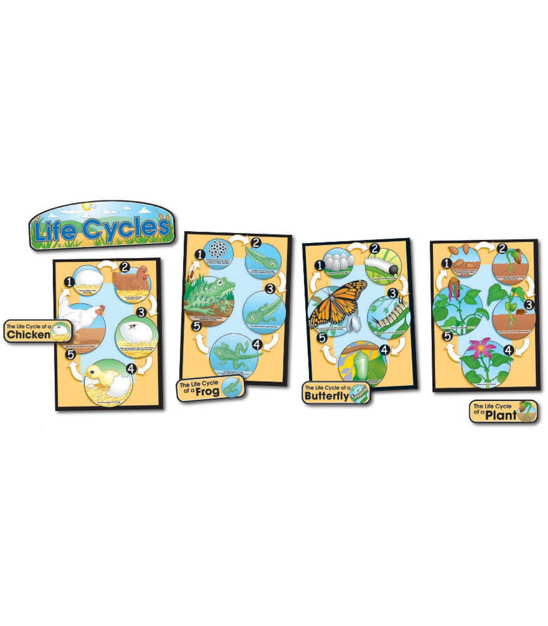 Life Cycles Bulletin Board Set Grade 1-8 – Classborder.com
